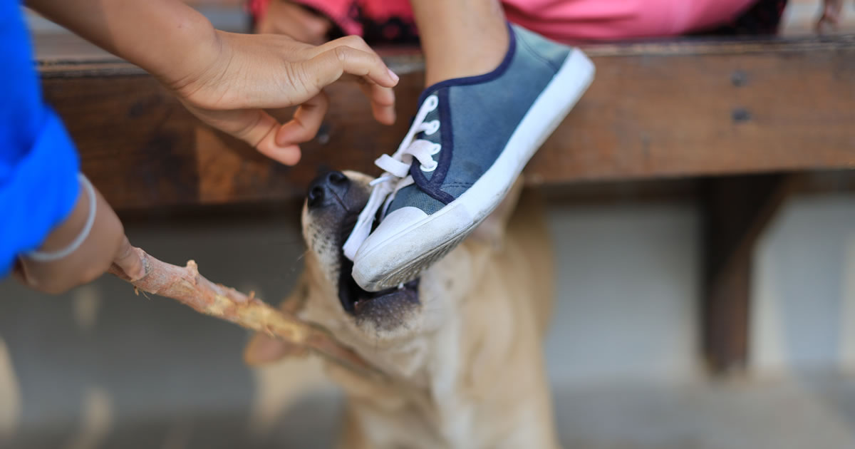 Know your rights if you suffer a dog bite in Austin. | Dang Law Group