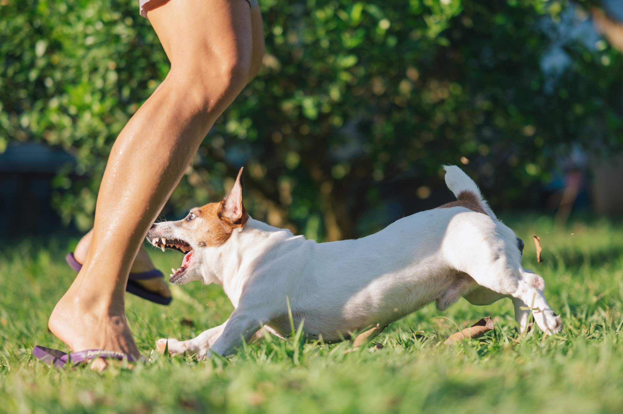 Texas One Bite Rule and Dog Bite Liability Explained